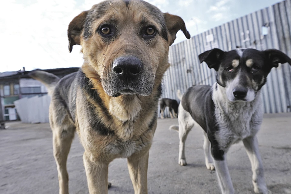 Гуманное отношение или защита от угрозы Что нам делать с бездомными животными Kp Ru