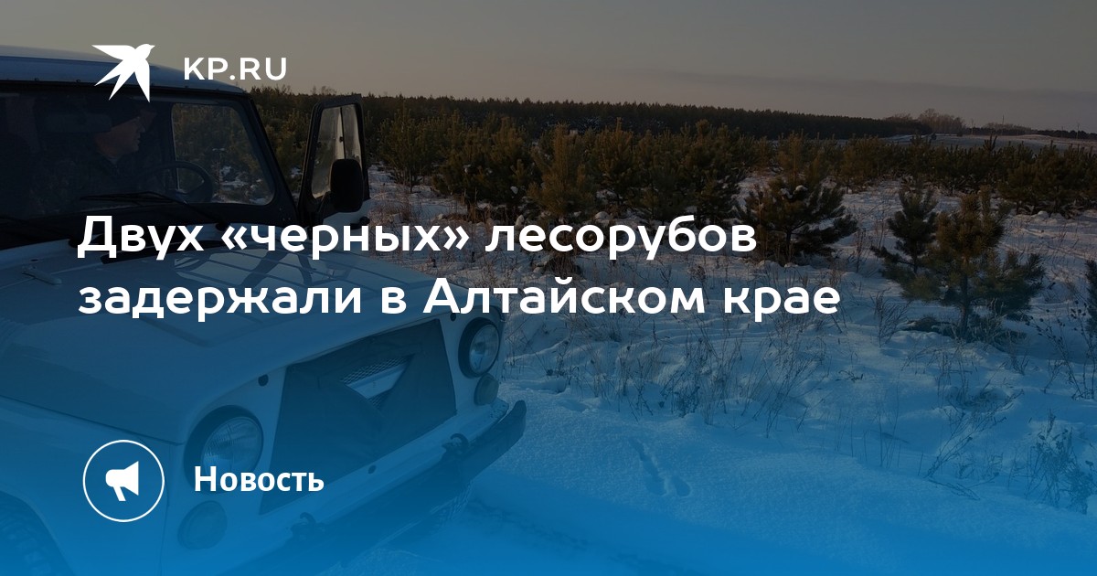 Двух «черных» лесорубов задержали в Алтайском крае - KP.RU